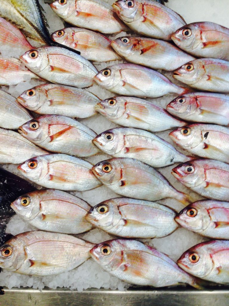 Small Snappers - Ocean Wave Fisheries